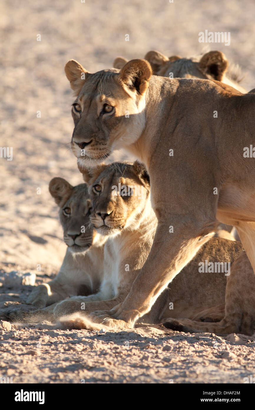 African Lion pride in the Kalahari Stock Photo - Alamy