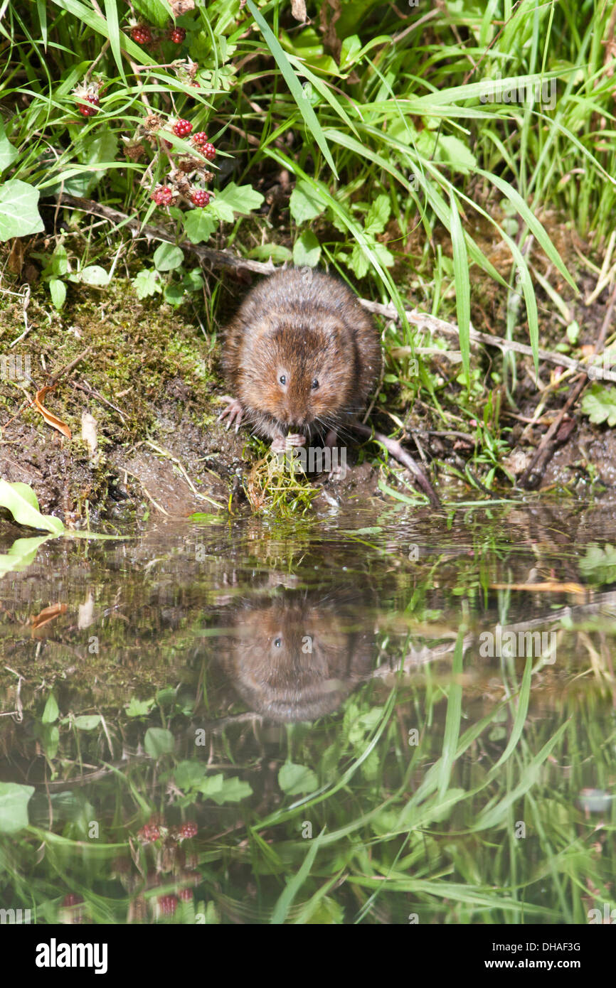 European Water Vole at a riverbank in the UK. August Stock Photo - Alamy
