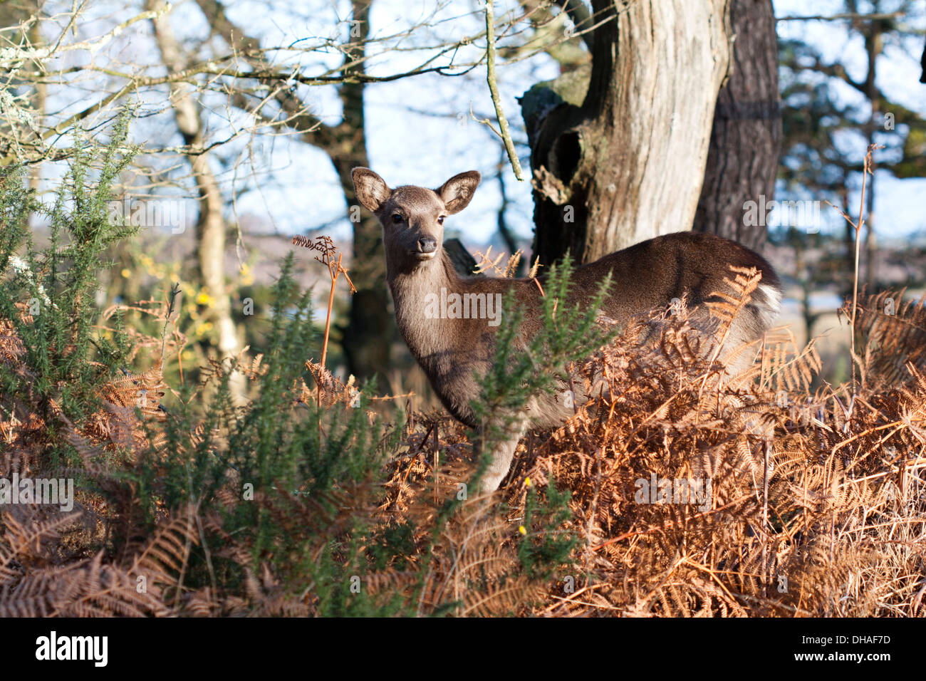 Sika Deer grazing in the woodland of Arne RSPB Nature Reserve, Dorset ...