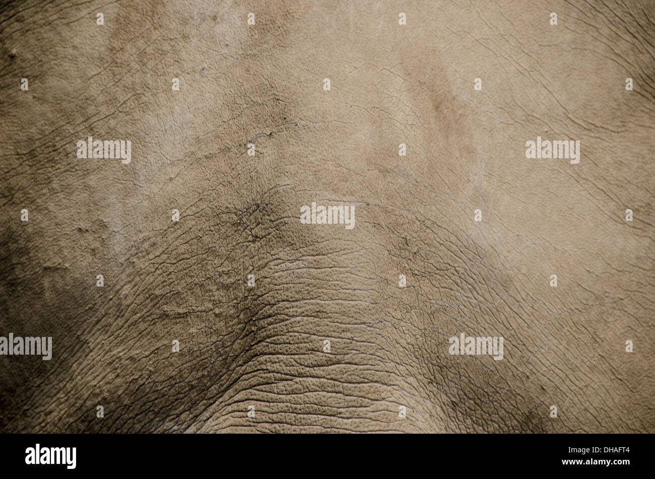 Rhino skin texture hi-res stock photography and images - Alamy