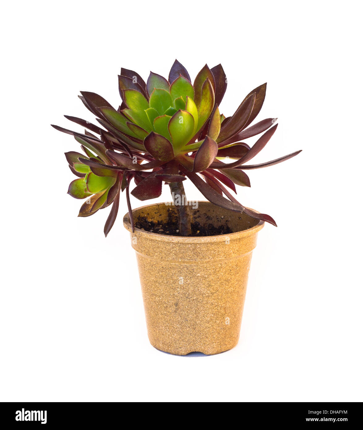 Succulent plants small green Cut Out Stock Images & Pictures - Alamy