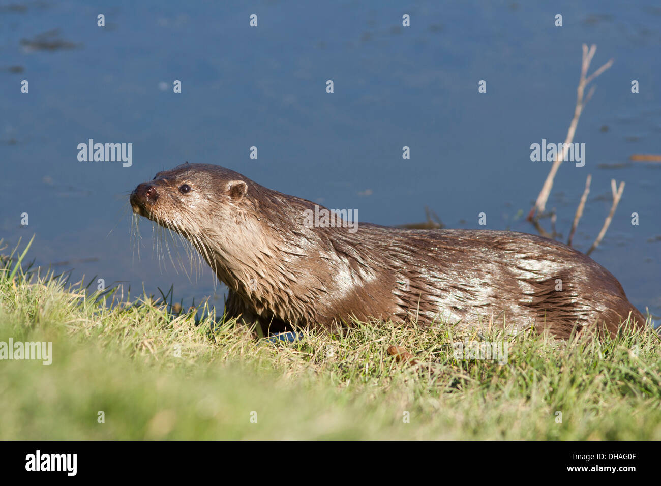 British otter winter hi-res stock photography and images - Alamy