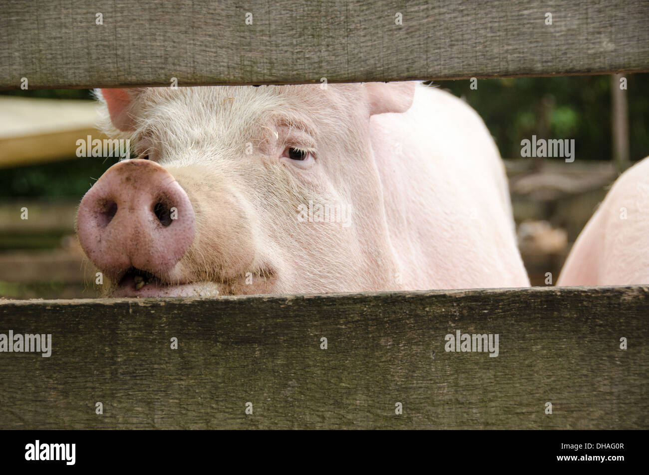Pig fence hi-res stock photography and images - Alamy