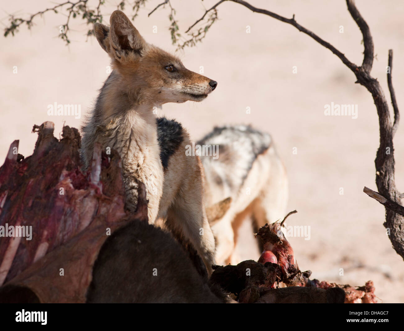 Black-backed Jackal with kill in the Kalahari desert Stock Photo - Alamy