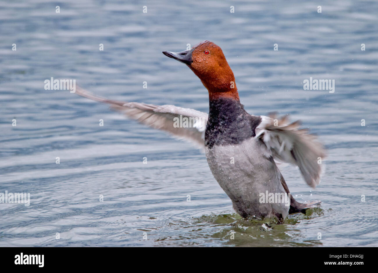 Pochard duck hi-res stock photography and images - Alamy
