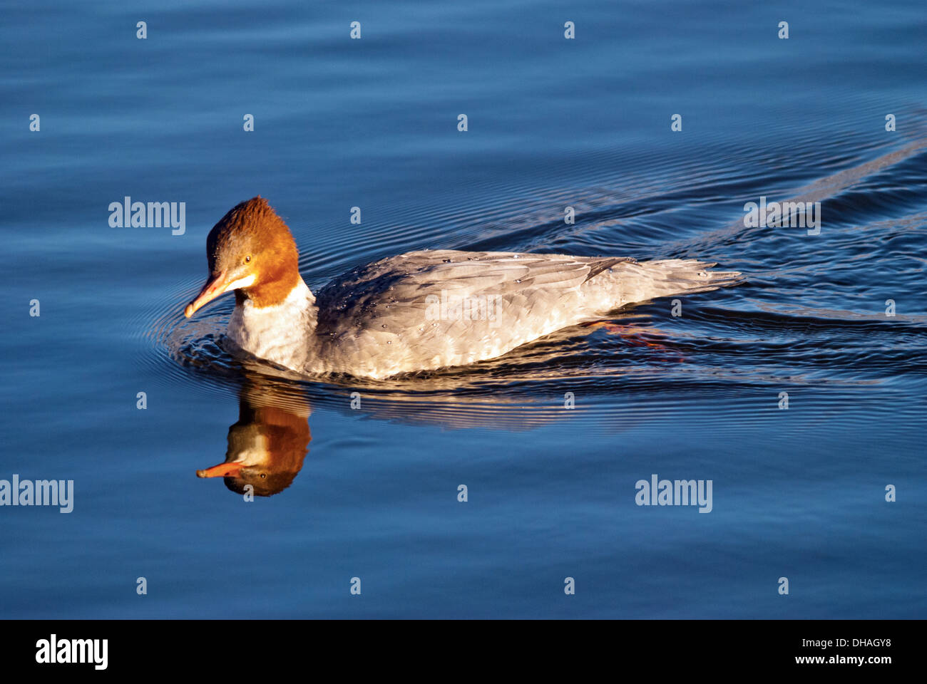 Goosander bird hi-res stock photography and images - Alamy