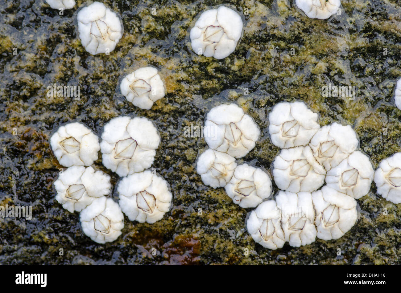 Barnacles close up hi-res stock photography and images - Alamy