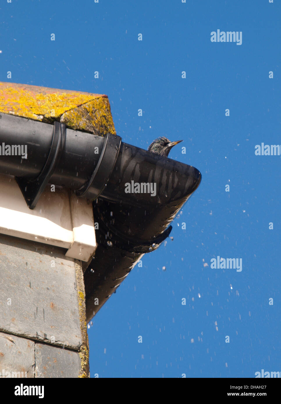 Starling gutter hi-res stock photography and images - Alamy