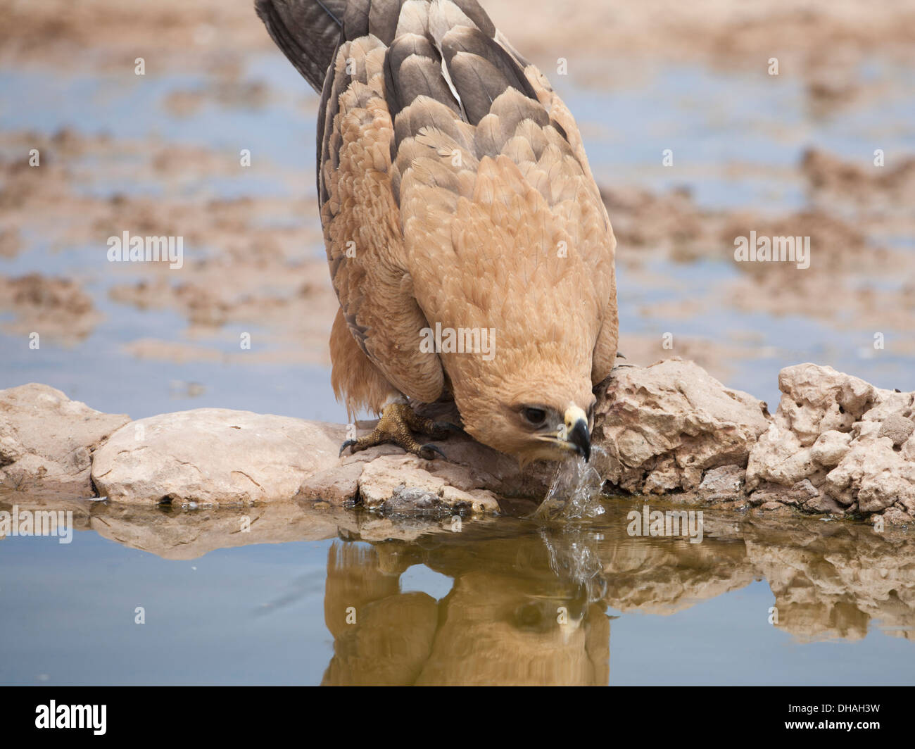 Tawny Eagle (Aquila rapax rapax) drinking at a water hole in the ...