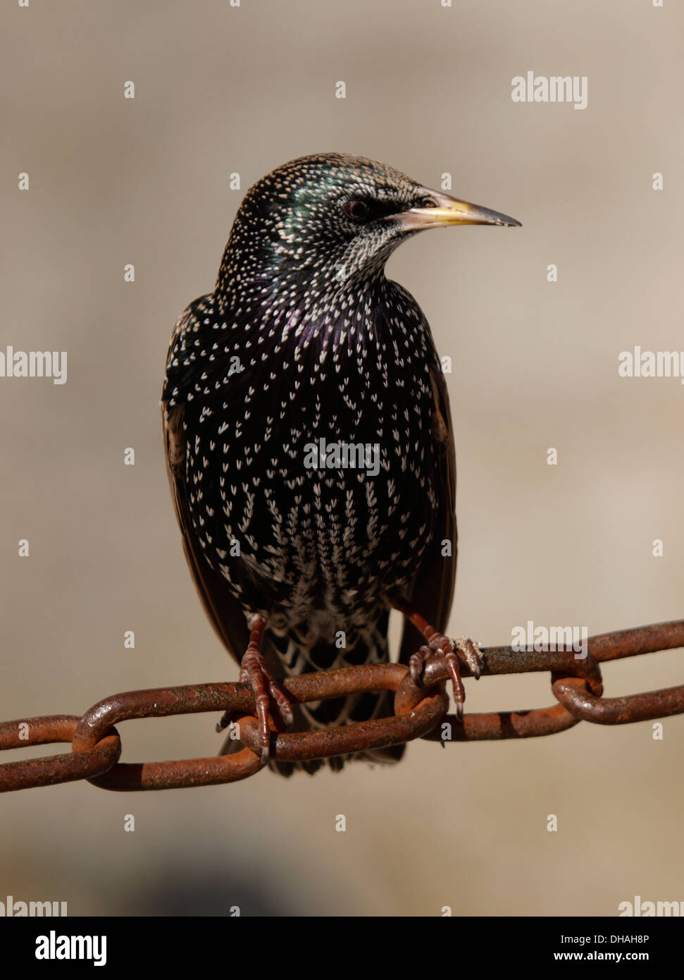 Starling uk hi-res stock photography and images - Alamy