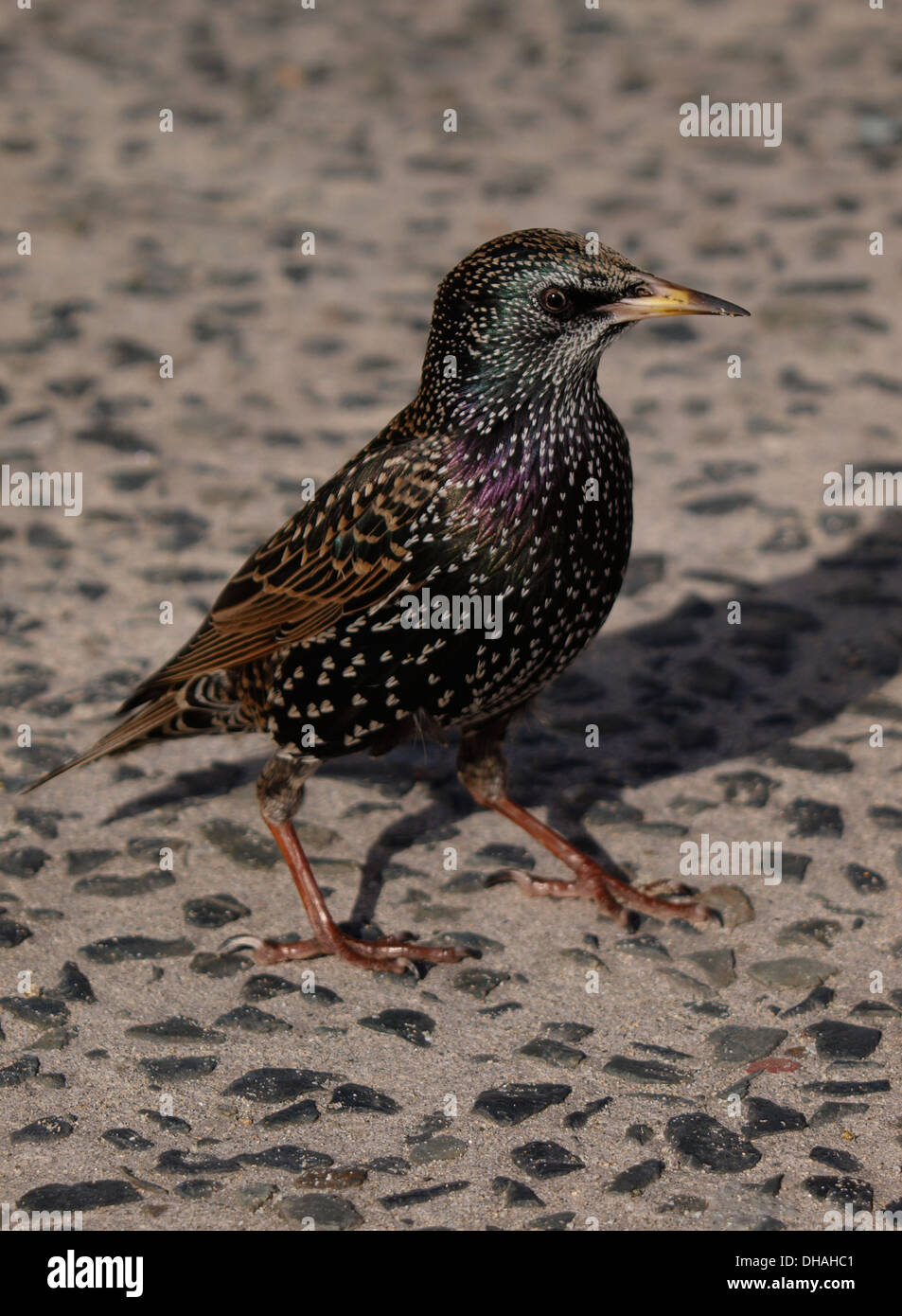 Starling uk hi-res stock photography and images - Alamy