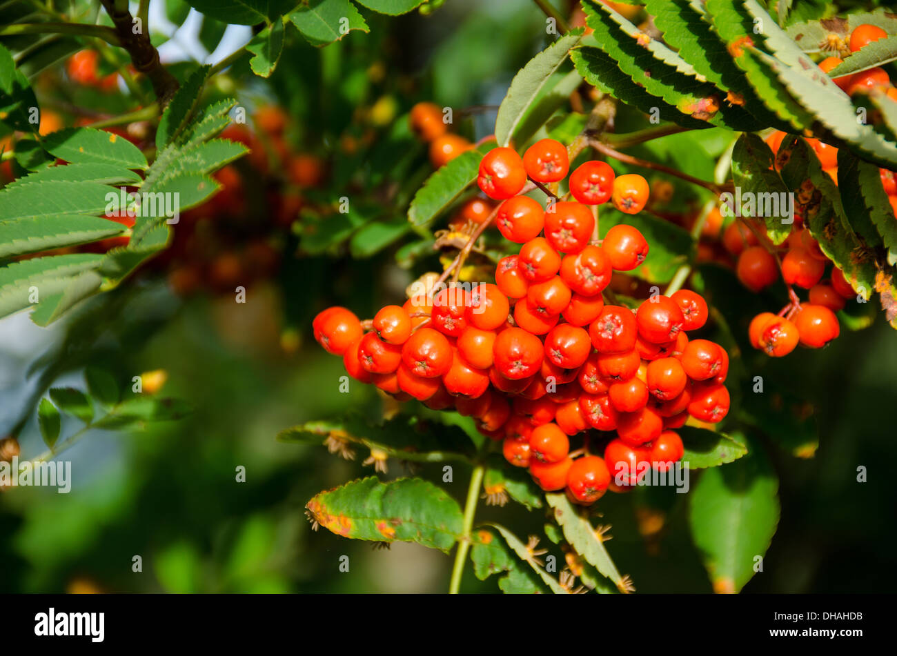 Orange ash hi-res stock photography and images - Alamy