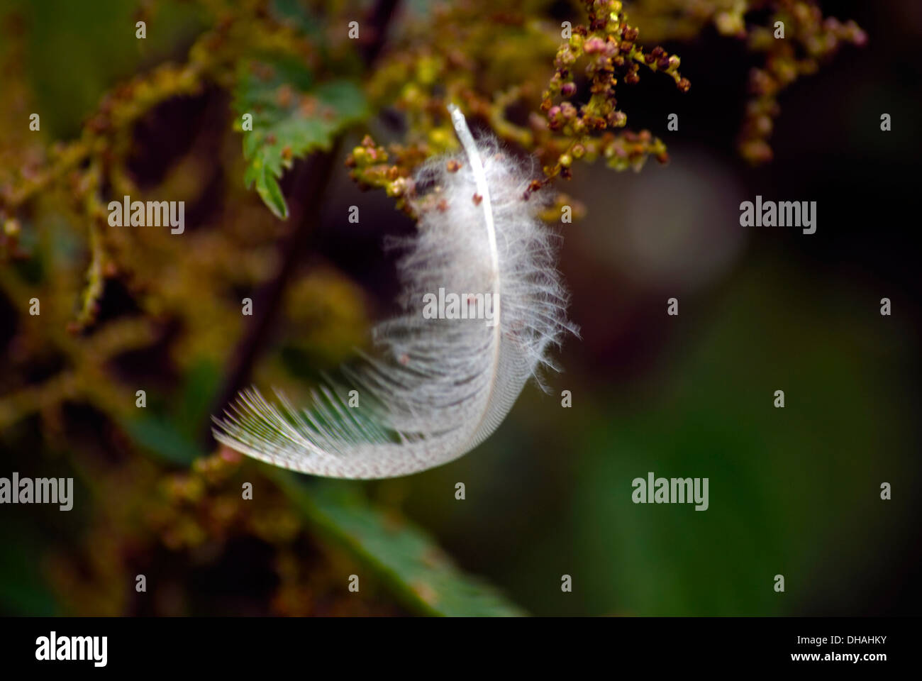 White feather image hi-res stock photography and images - Alamy