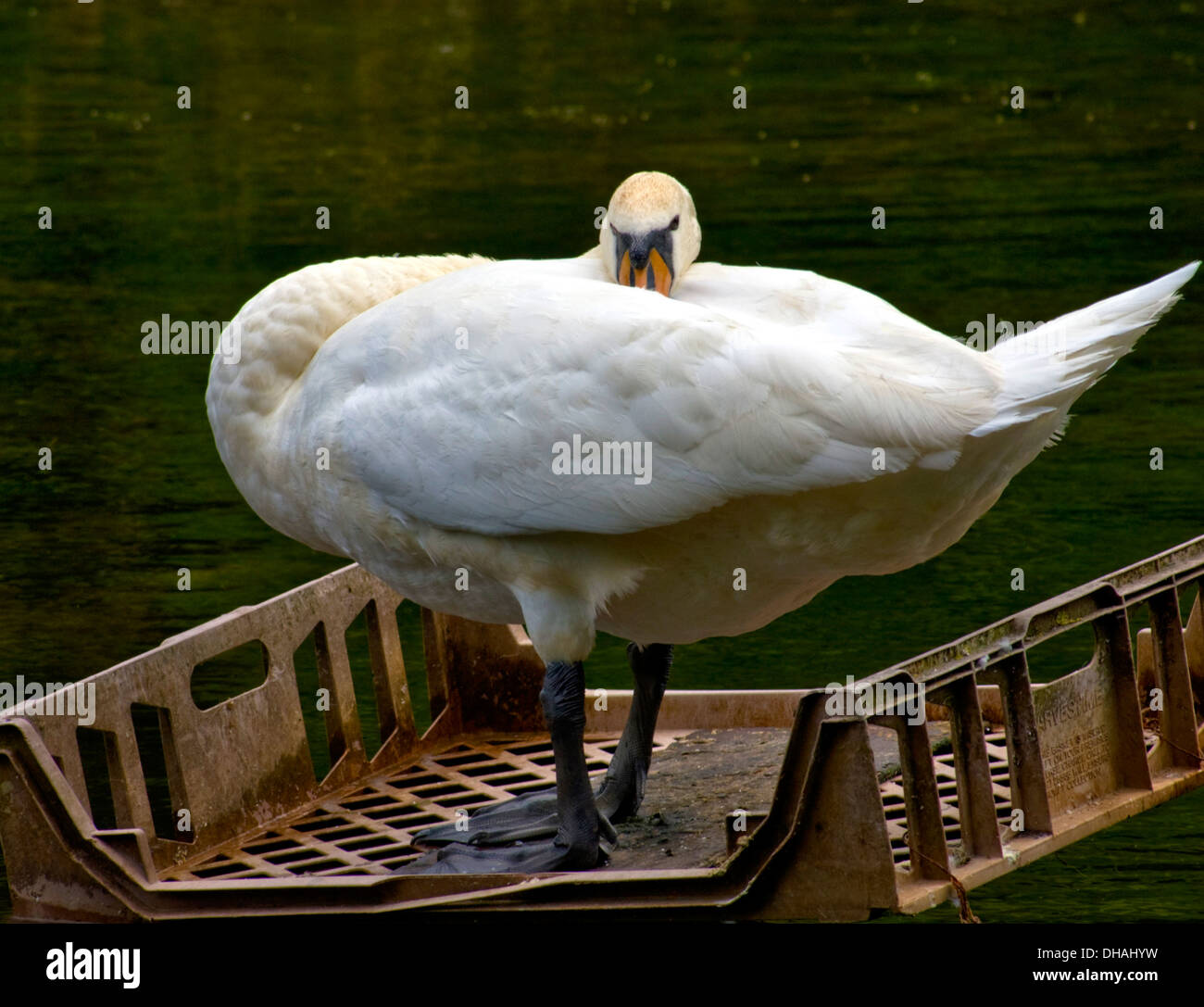 Wimbledon Common With Bird High Resolution Stock Photography and Images ...