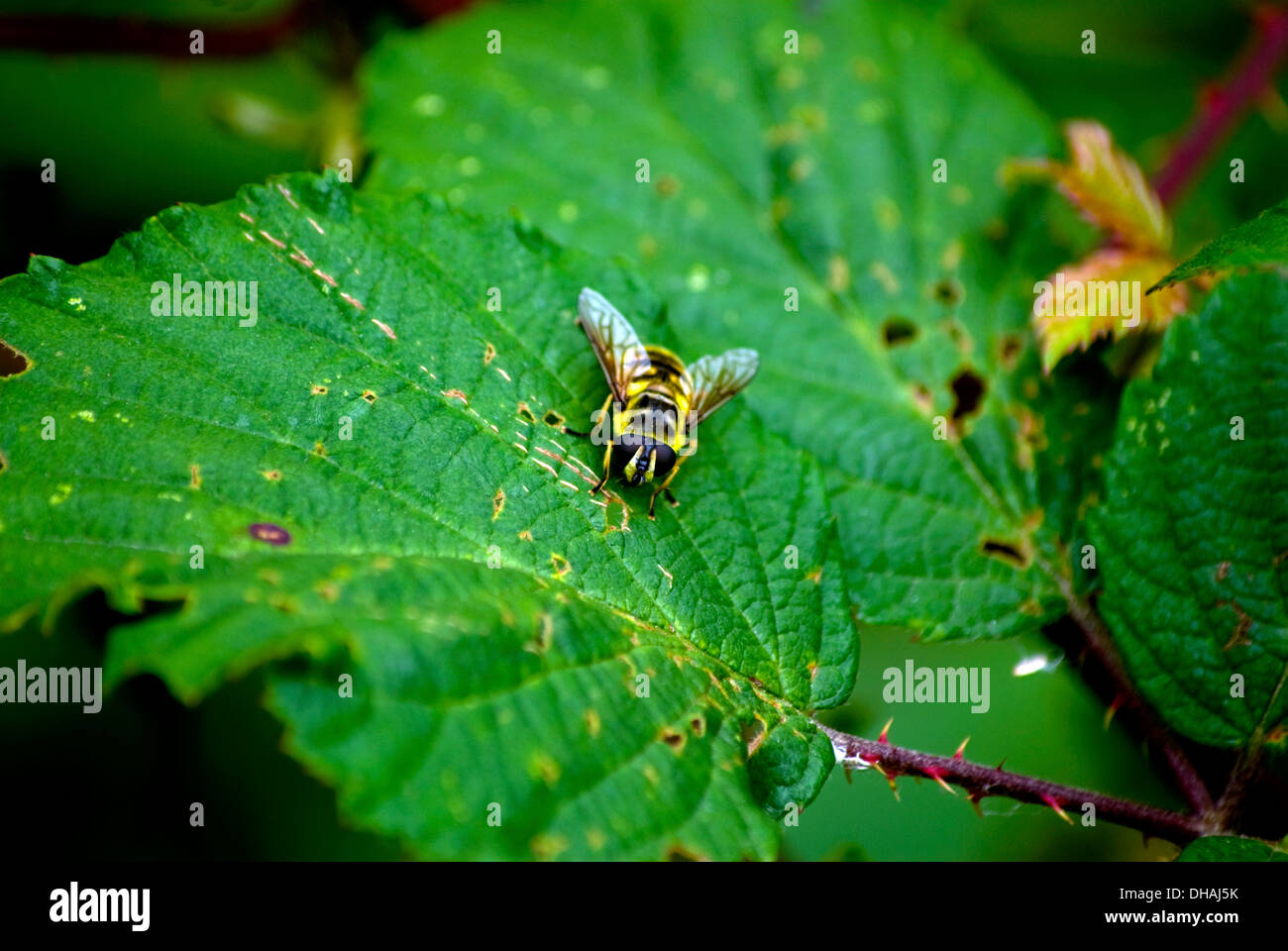 Common hoverfly species hi-res stock photography and images - Alamy