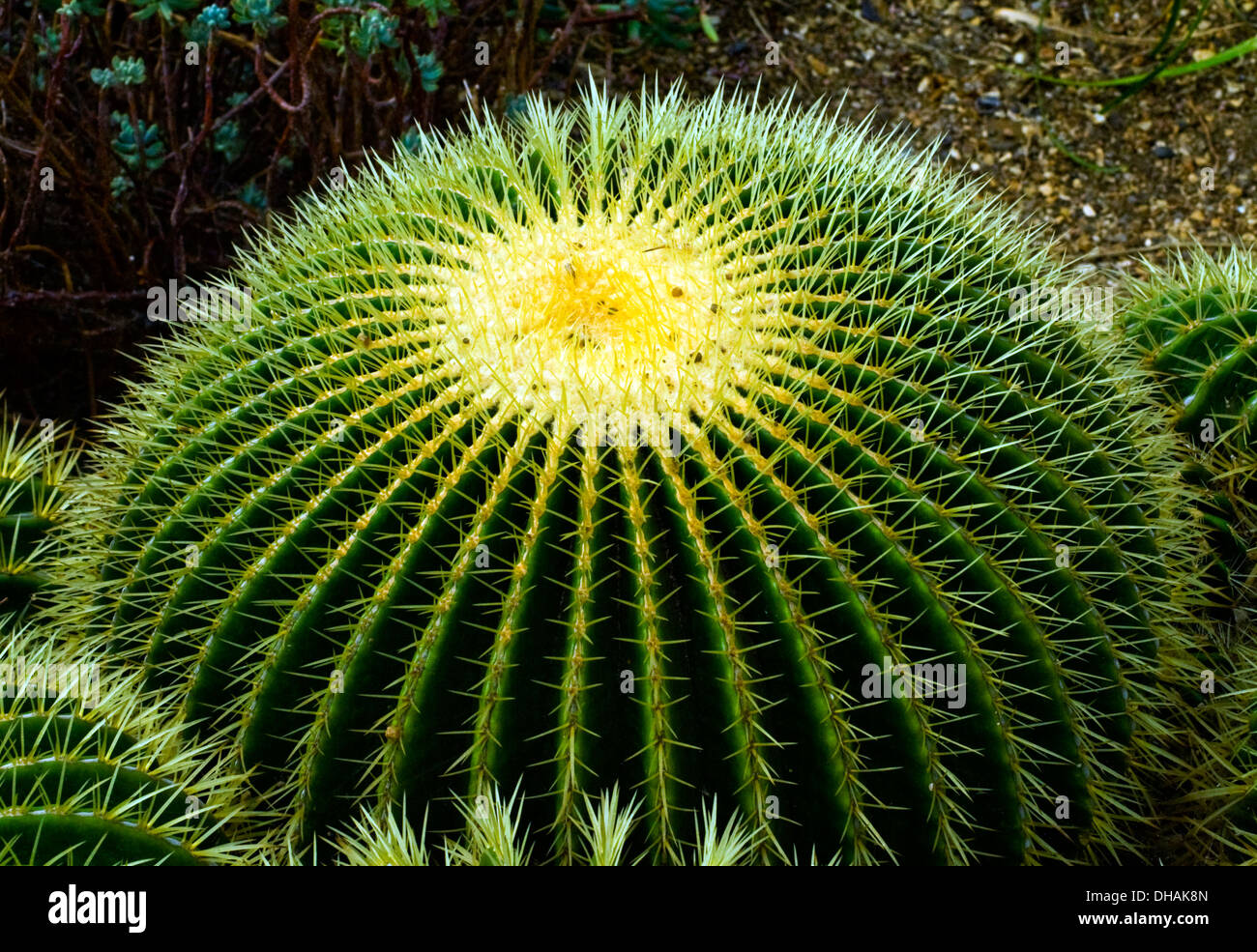 Cylindrical cactus hi-res stock photography and images - Alamy