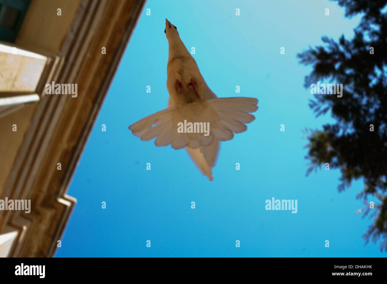 White dove. bird flying overhead Stock Photo - Alamy