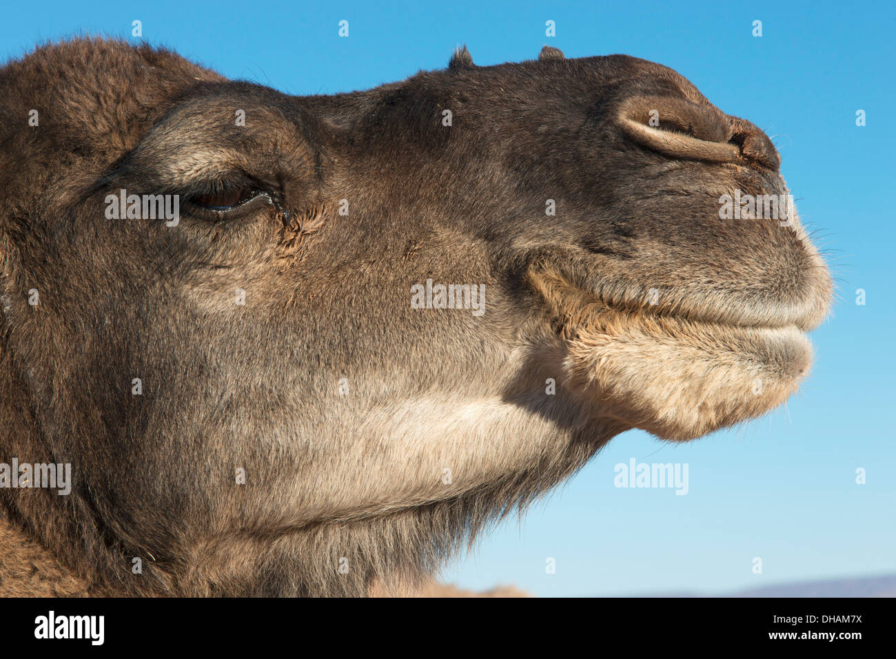 Close Up Of A Camel's Face Stock Photo - Alamy