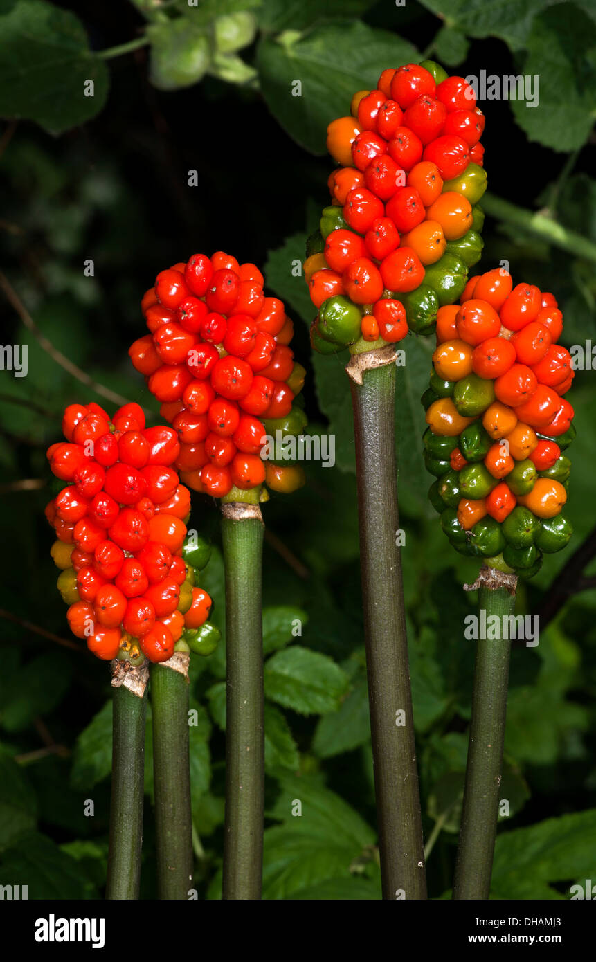 Lords and Ladies. Fairly common and widespread in woods and hedgerows ...