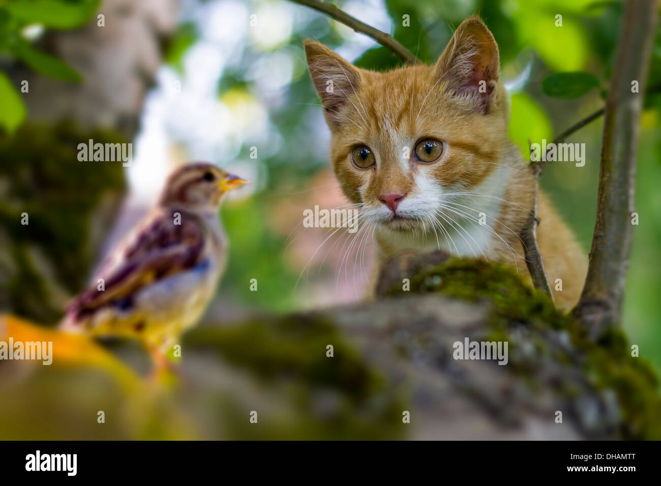 Cat hunting bird hi-res stock photography and images - Alamy