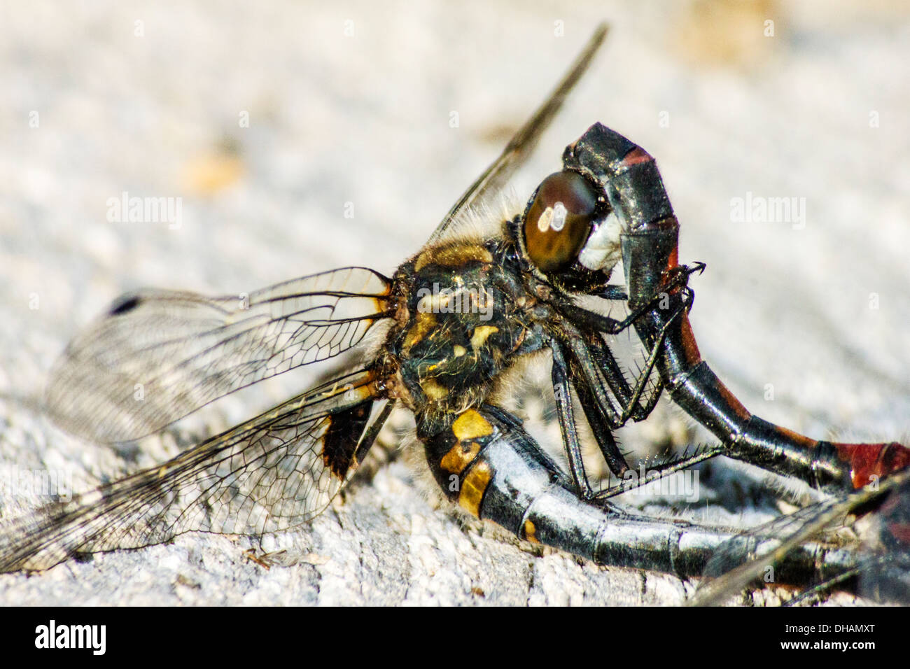 Portrait of a darter Stock Photo - Alamy
