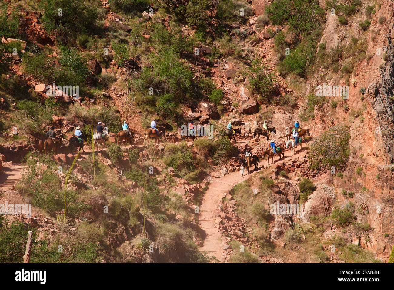 Mules on the Bright Angel Trail, Grand Canyon National Park, Arizona ...