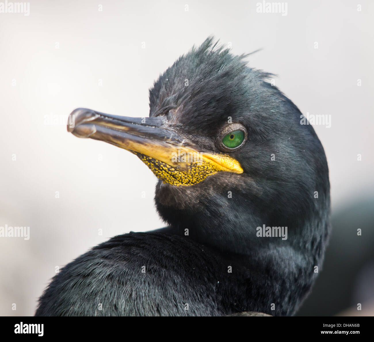 Shag taken on the Farne Islands in Northumberland Stock Photo - Alamy