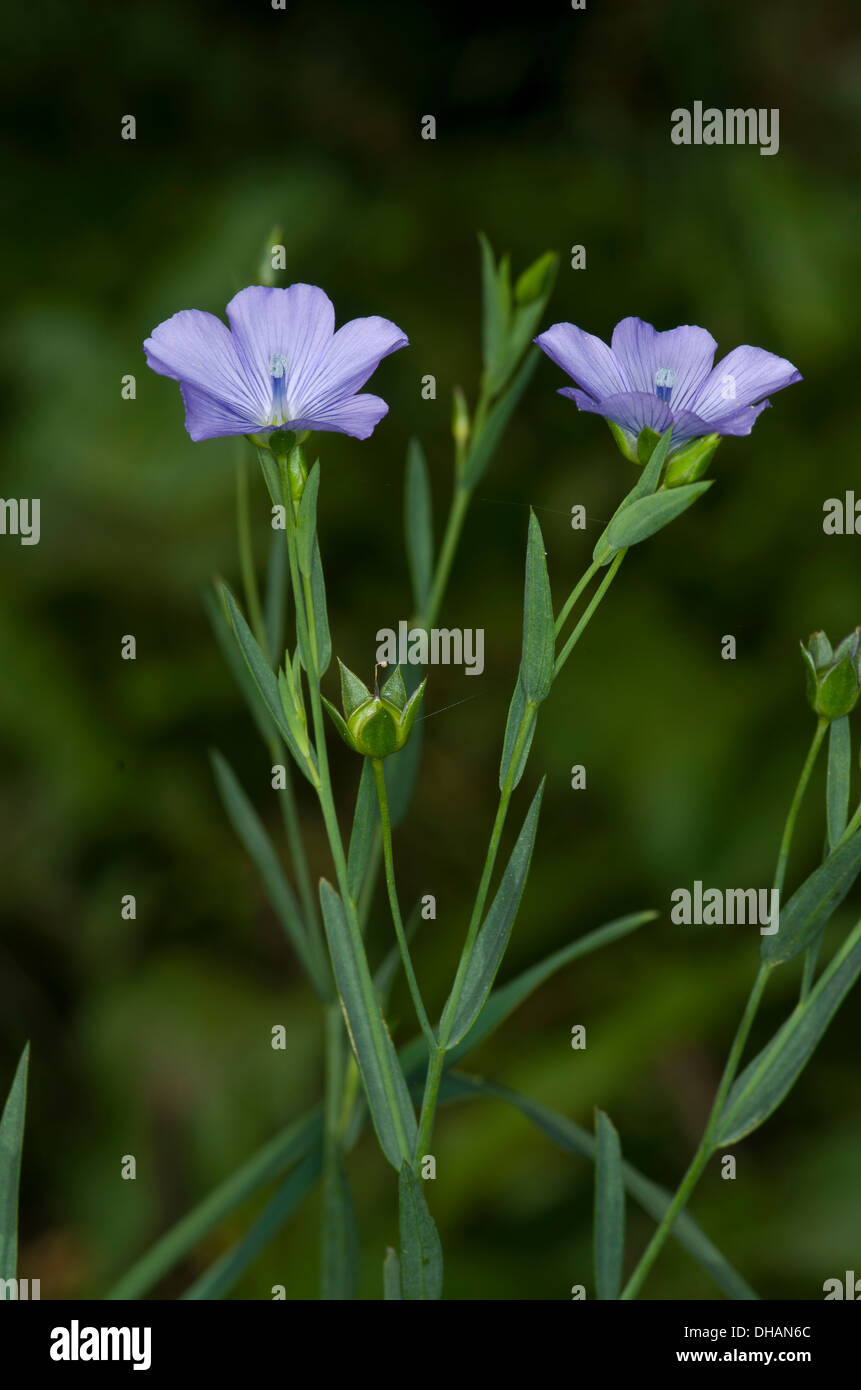 Pale Flax. A plant of dry grassland mainly near southern coasts Stock ...