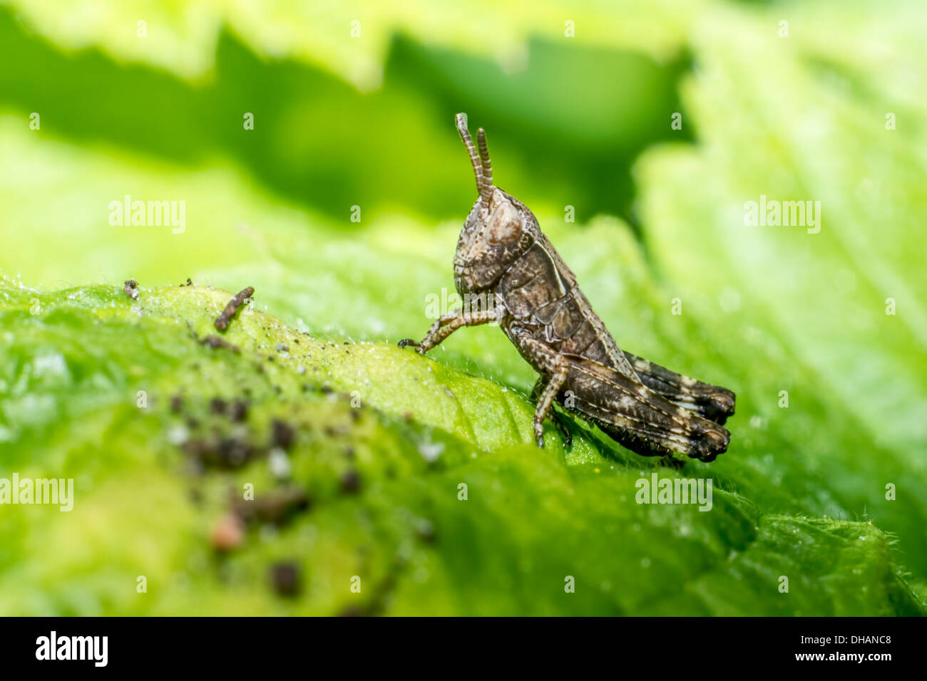 Pic grasshopper hi-res stock photography and images - Alamy