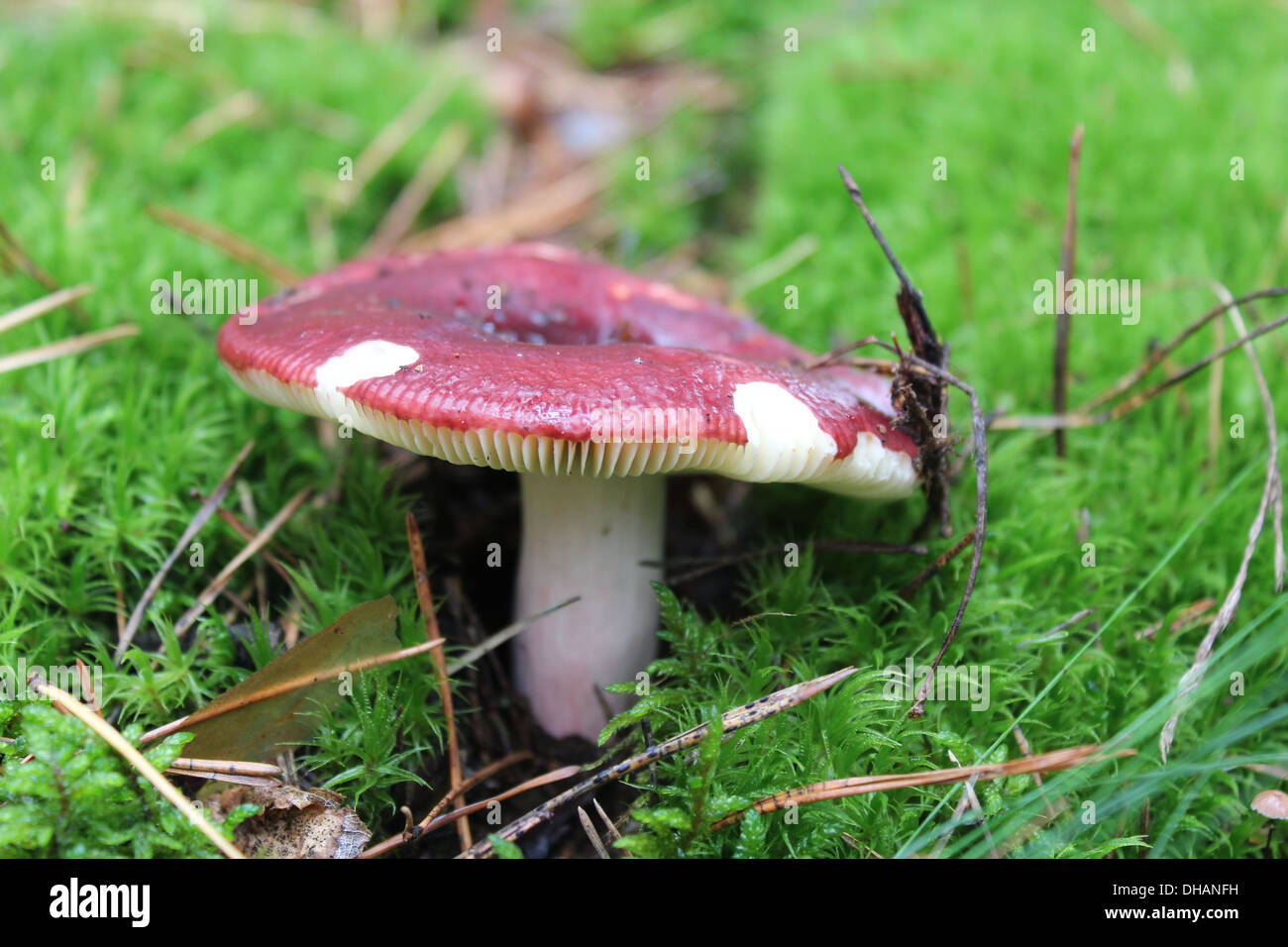 beautiful red mushroom of russula in the moss Stock Photo - Alamy