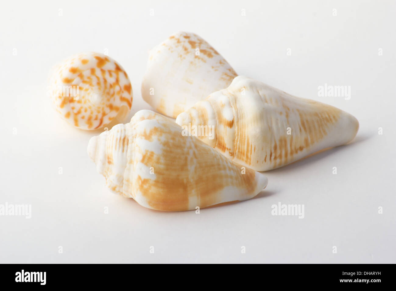 Seashell on white background Stock Photo - Alamy