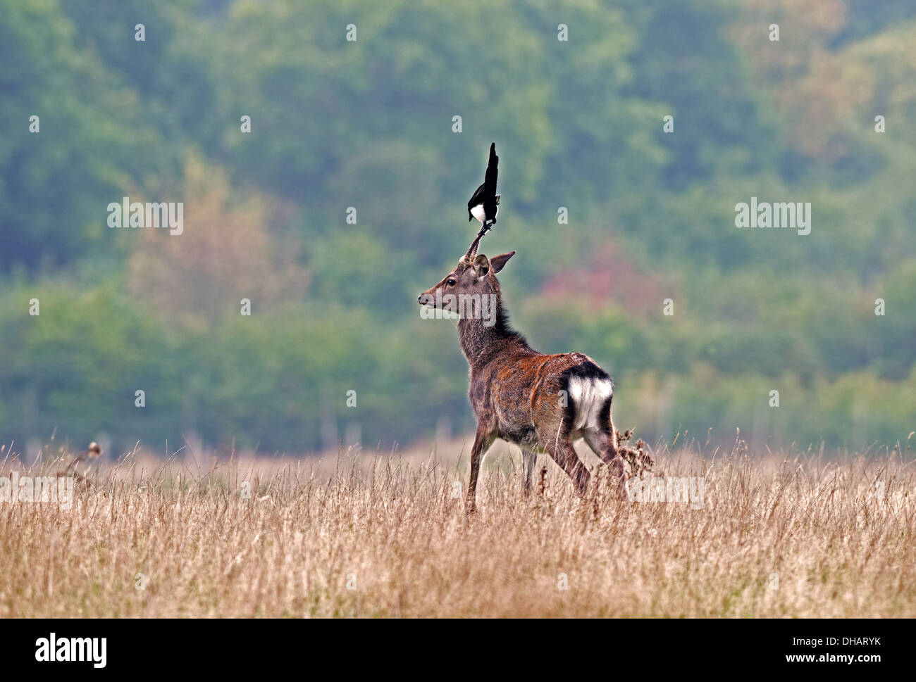 Magpie landing hi-res stock photography and images - Alamy