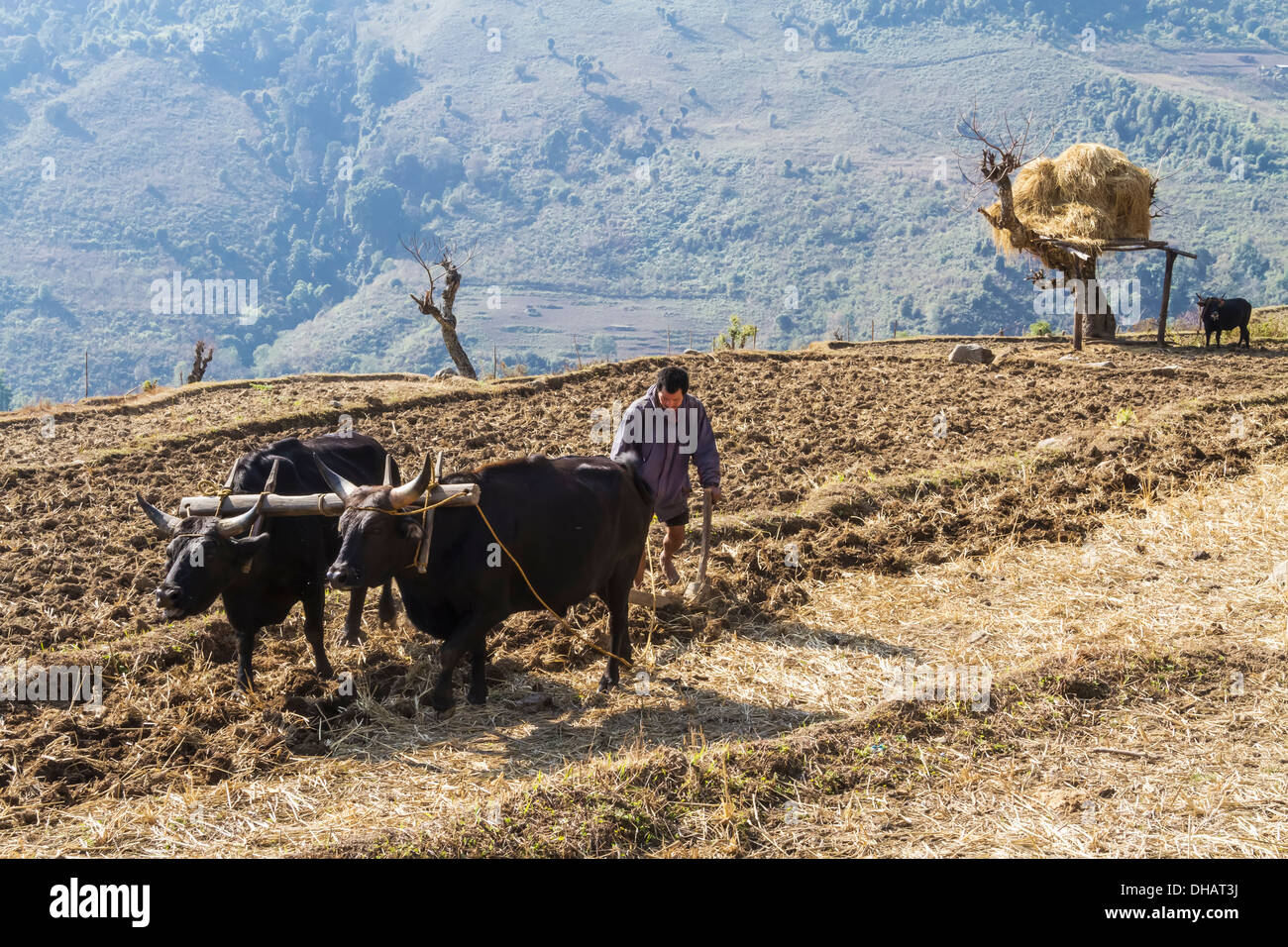 Bull pulling plow hi-res stock photography and images - Alamy