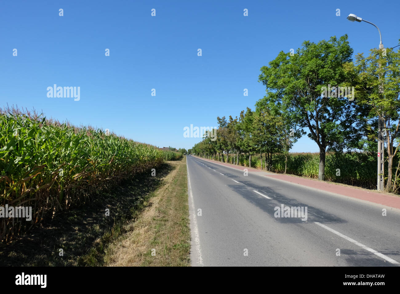 Road next to a cornfield Stock Photo - Alamy