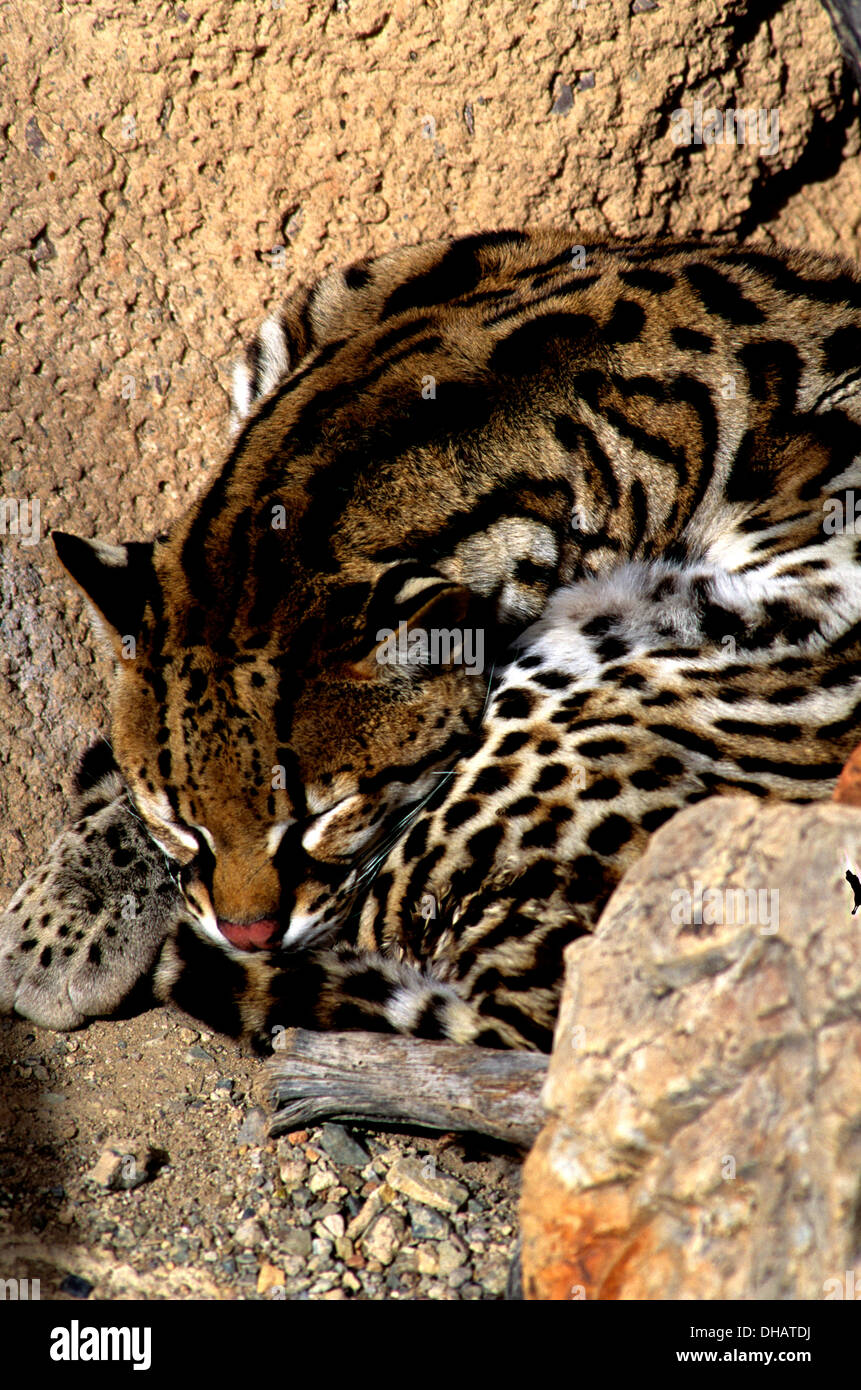 Captive ocelot (Leopardus pardalus) at the Arizona-Sonora Desert Museum ...