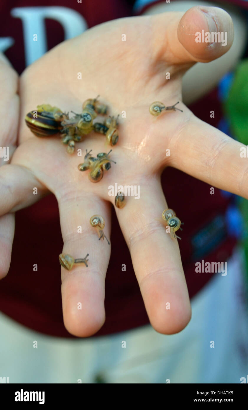 Baby snails hi-res stock photography and images - Alamy