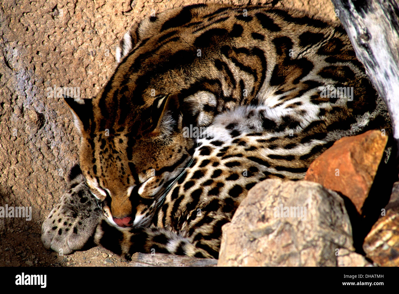 Captive ocelot (Leopardus pardalus) at the Arizona-Sonora Desert Museum ...