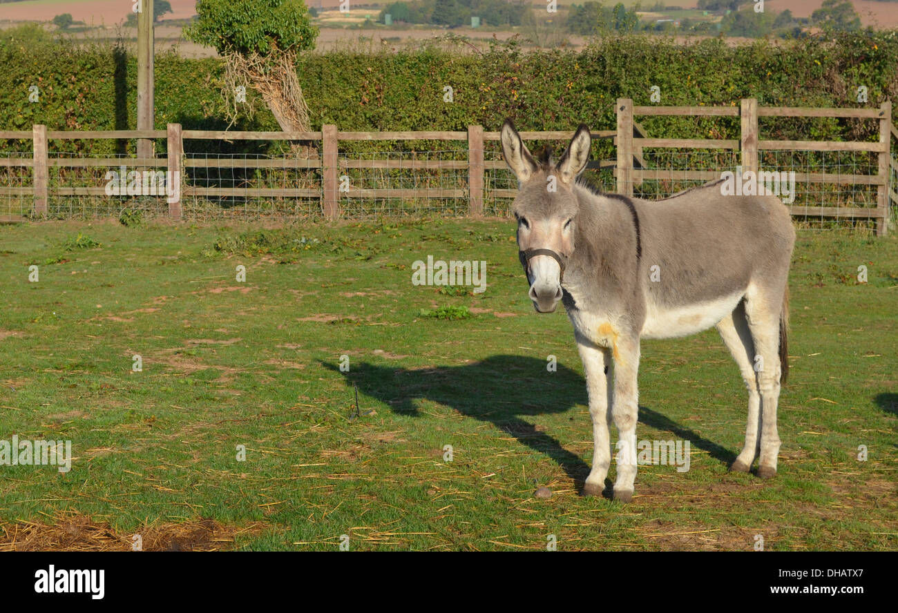 Grey donkey hi-res stock photography and images - Alamy