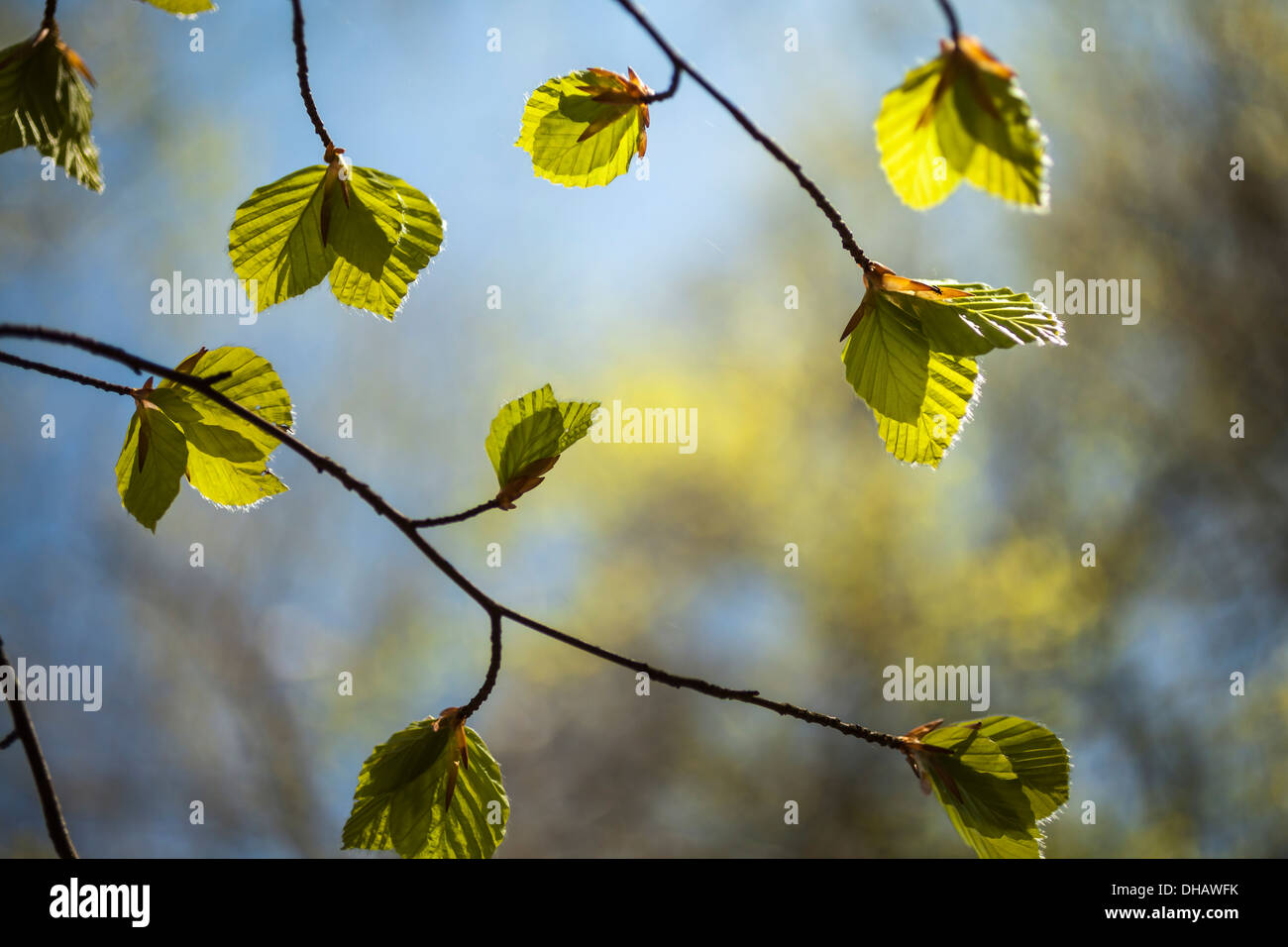 Beech tree scotland hi-res stock photography and images - Alamy