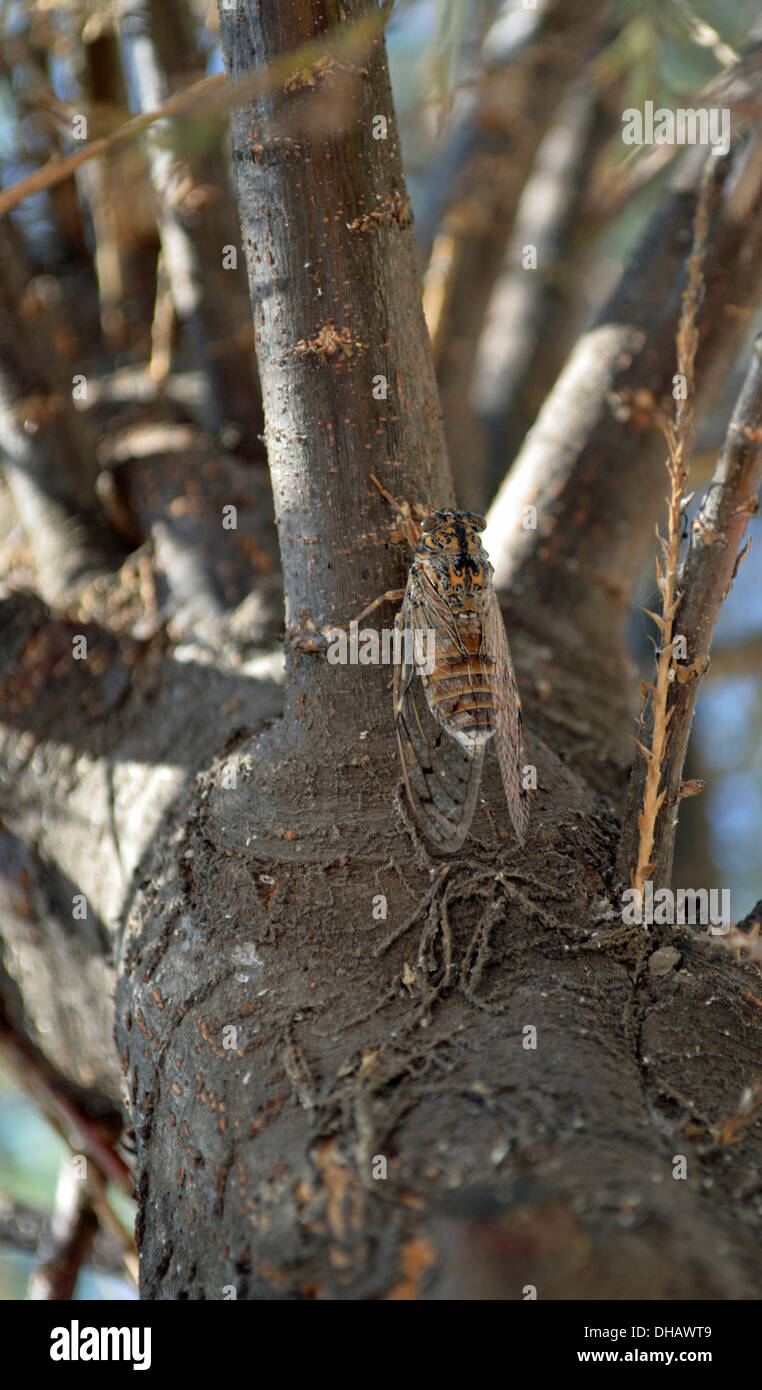 Cicada tree hi-res stock photography and images - Alamy