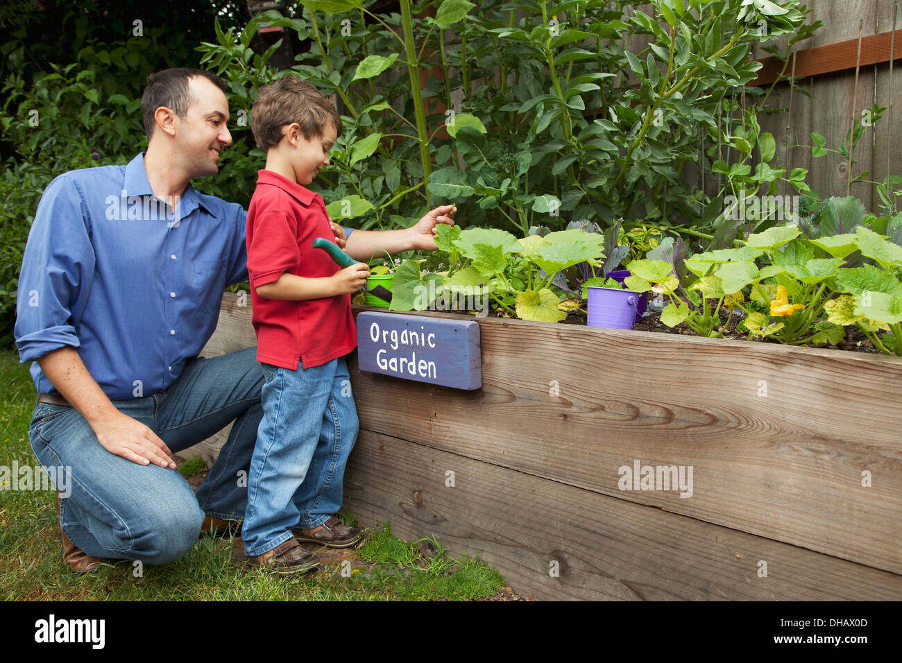 A Father With His Young Son Working In Their Organic Garden; Pacifica ...