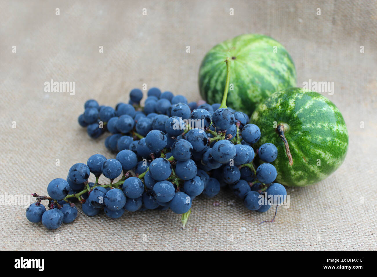 still life from fruits of two watermelons and grape on the gray ...