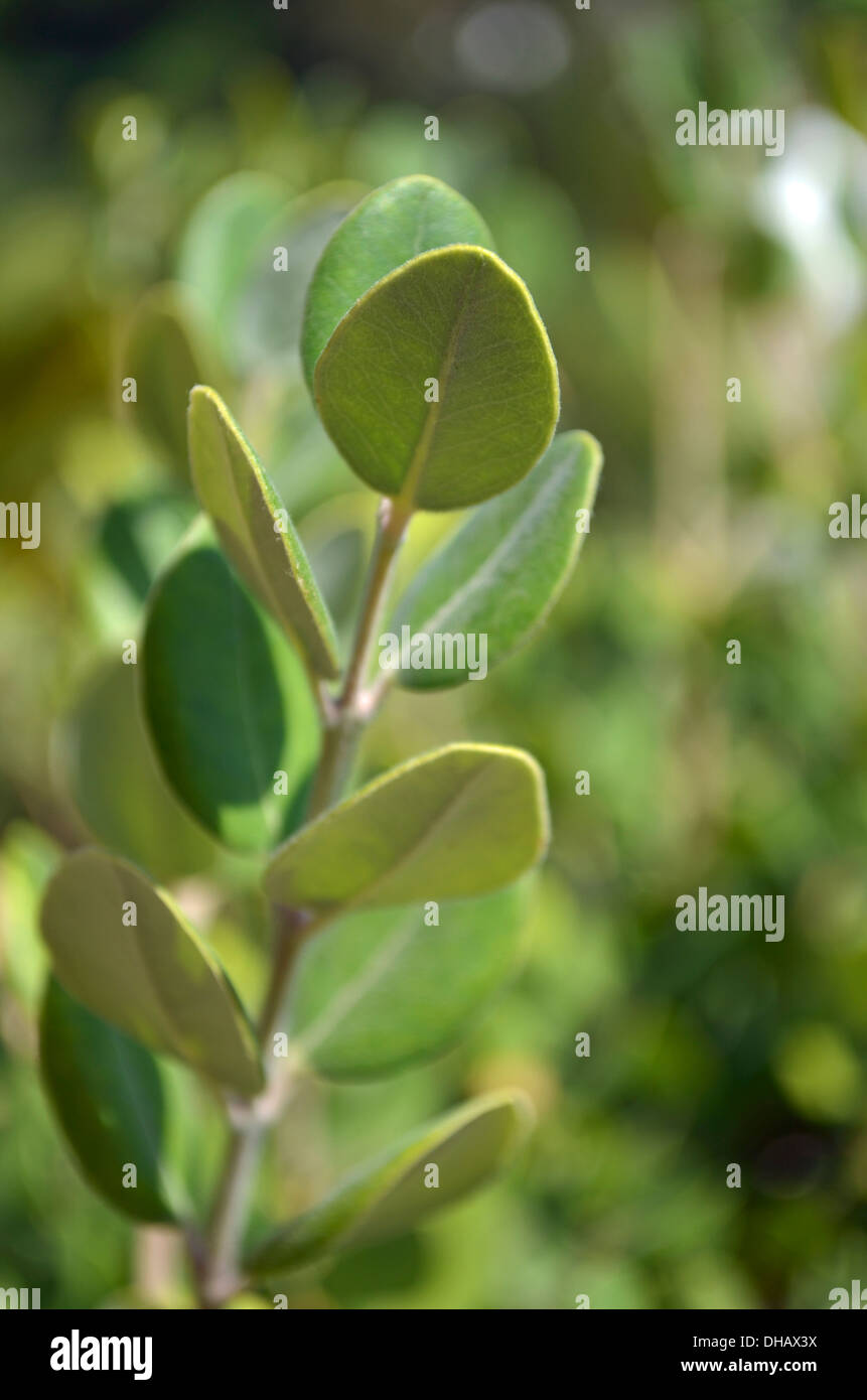 Vibrant shoots hi-res stock photography and images - Alamy
