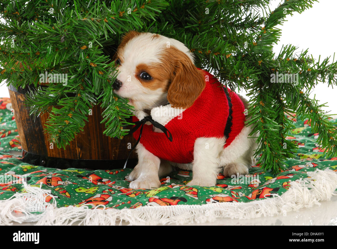 christmas puppy - cavalier king charles spaniel puppy under a christmas ...
