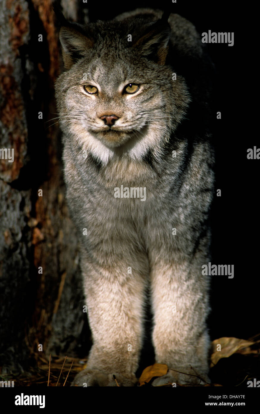 Canada lynx hi-res stock photography and images - Alamy