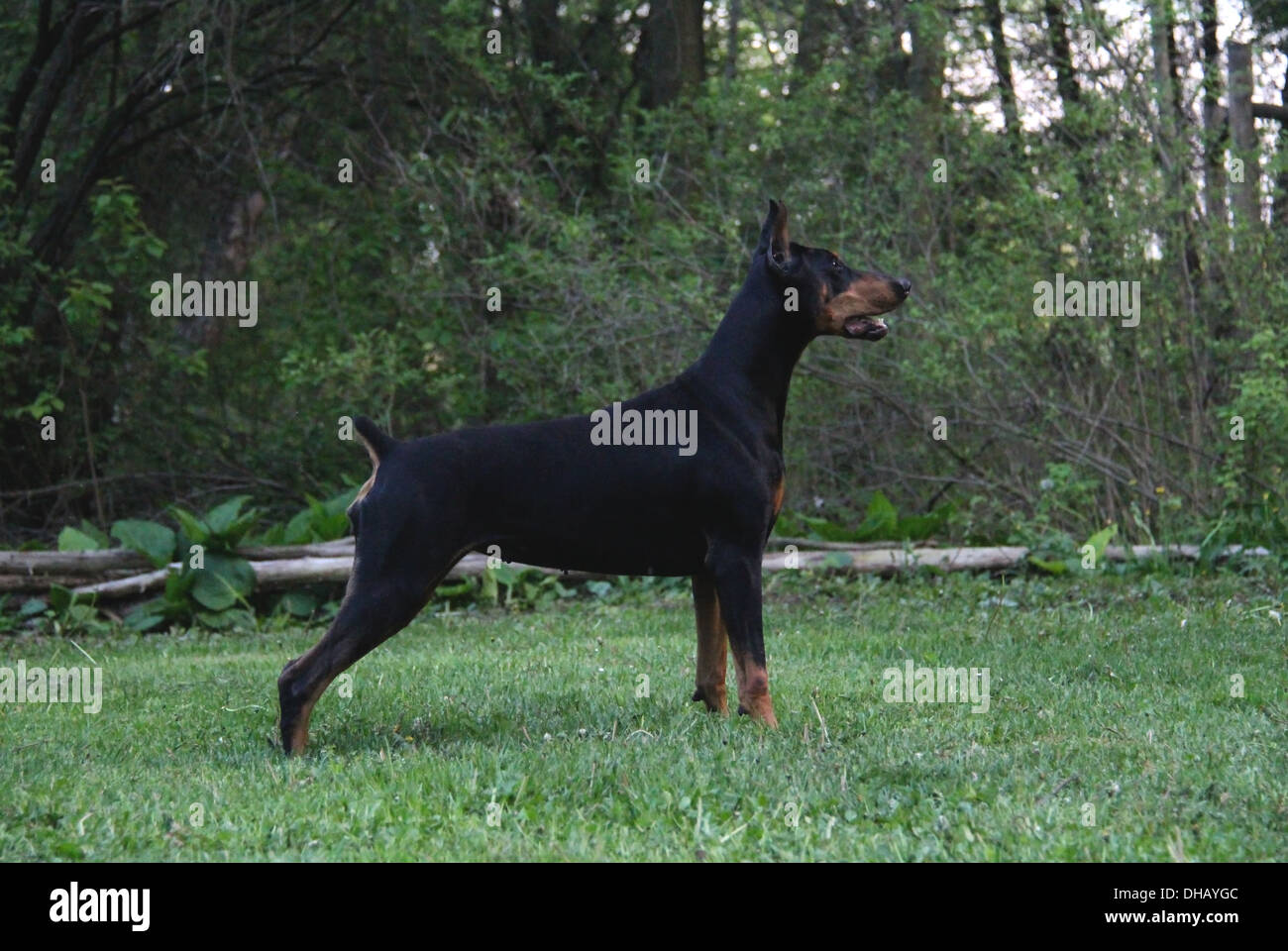 guard dog - doberman pinscher standing alert on a country property ...