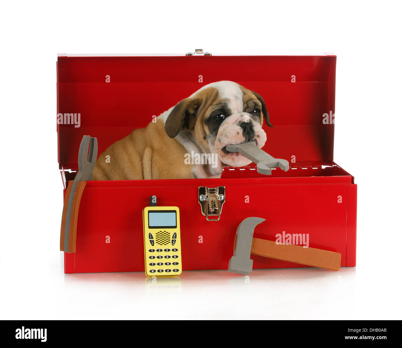 working dog - english bulldog puppy sitting in a tool box holding a ...
