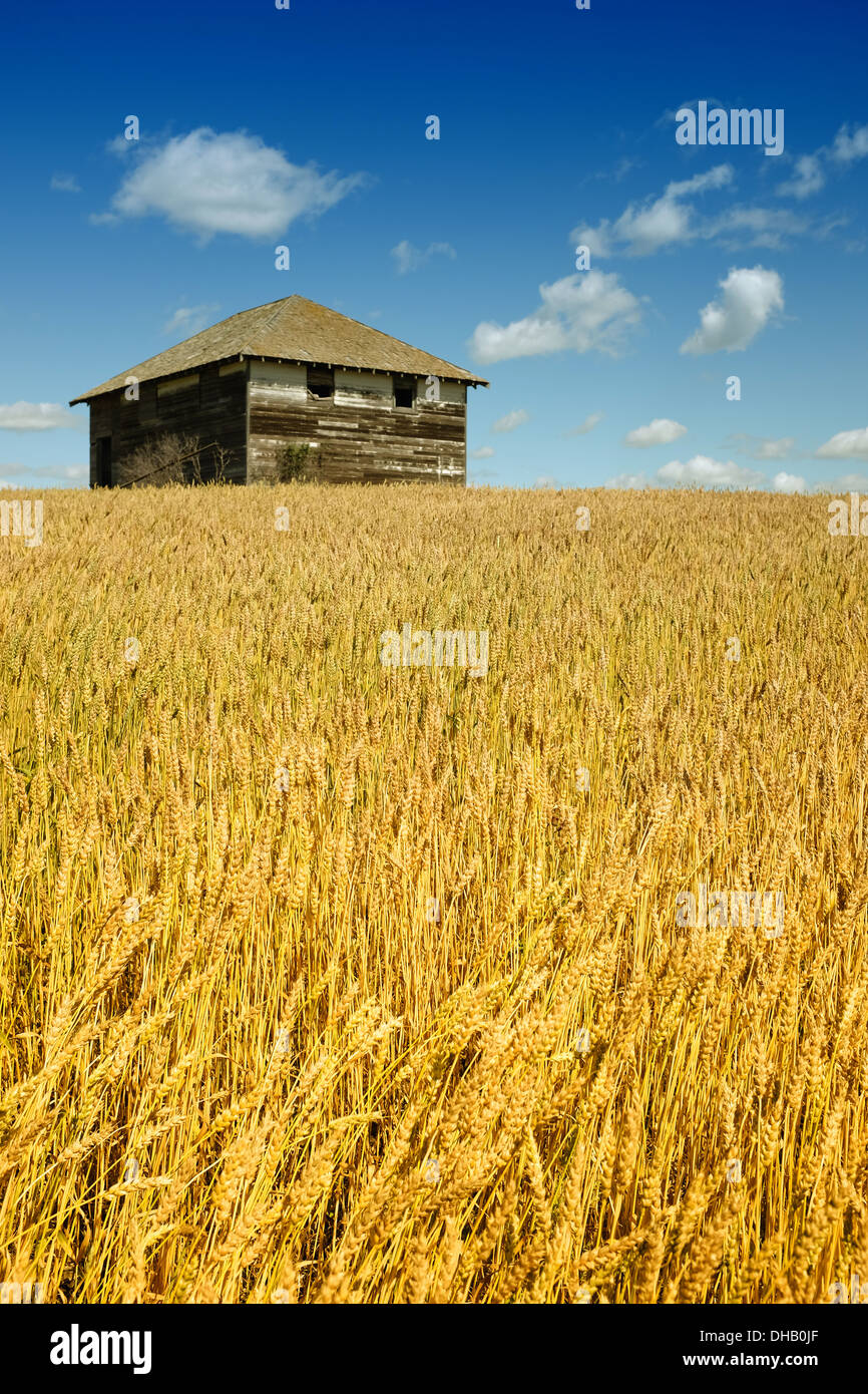 Abandoned crop hi-res stock photography and images - Alamy