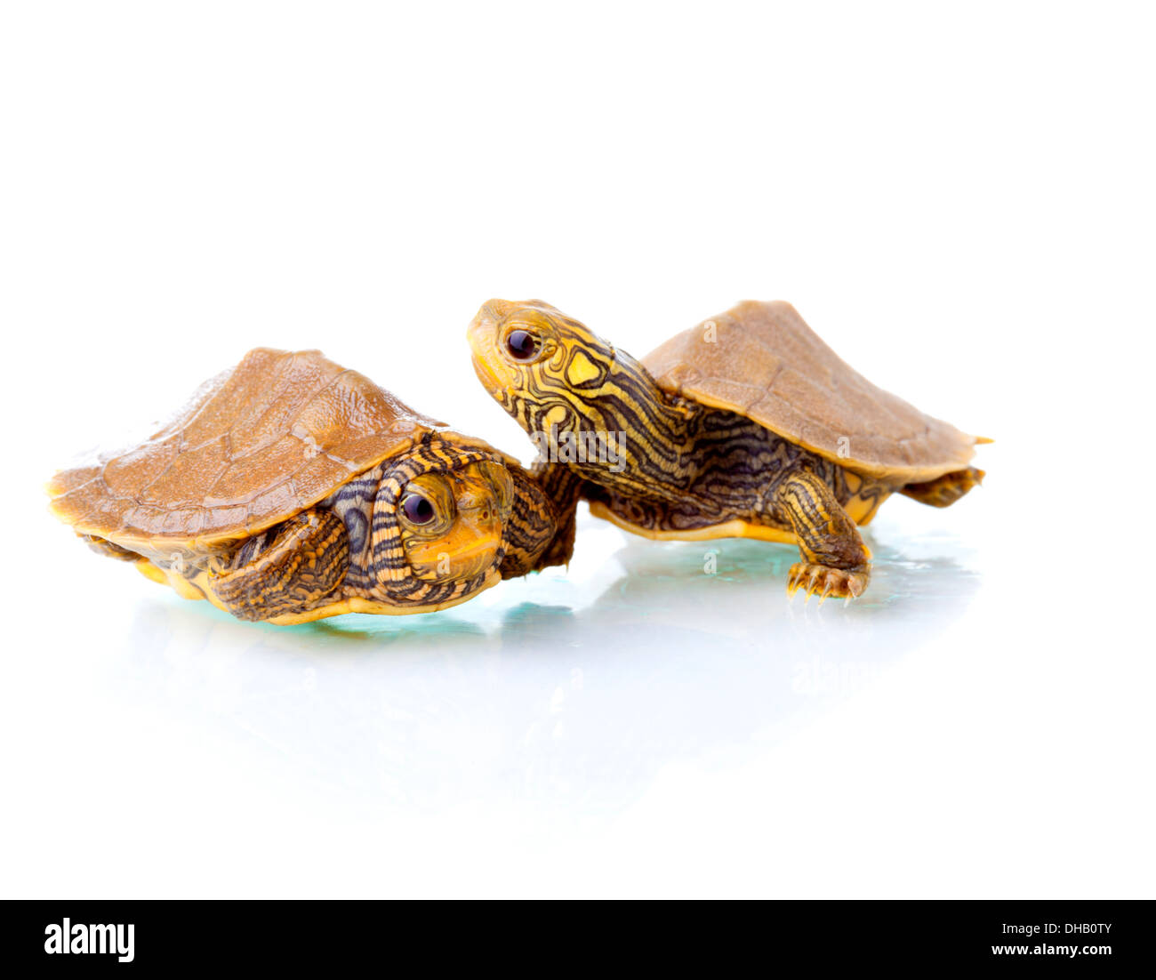 Two Baby Turtles
