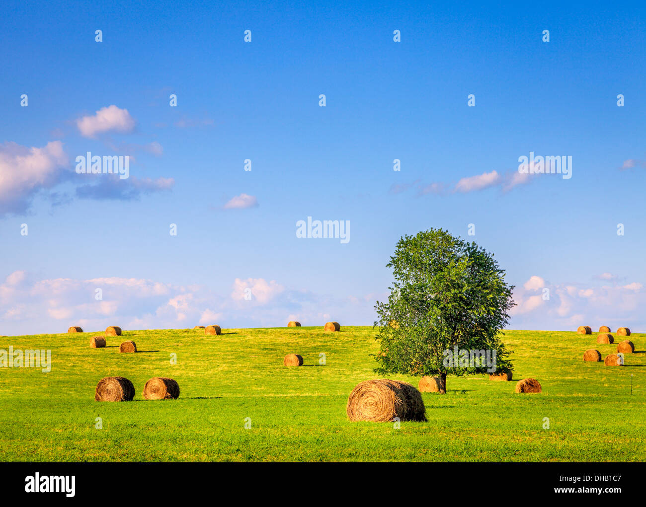 Bale tree hi-res stock photography and images - Alamy